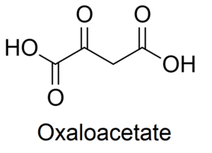 Oxaloacetate – Cancer A-Z
